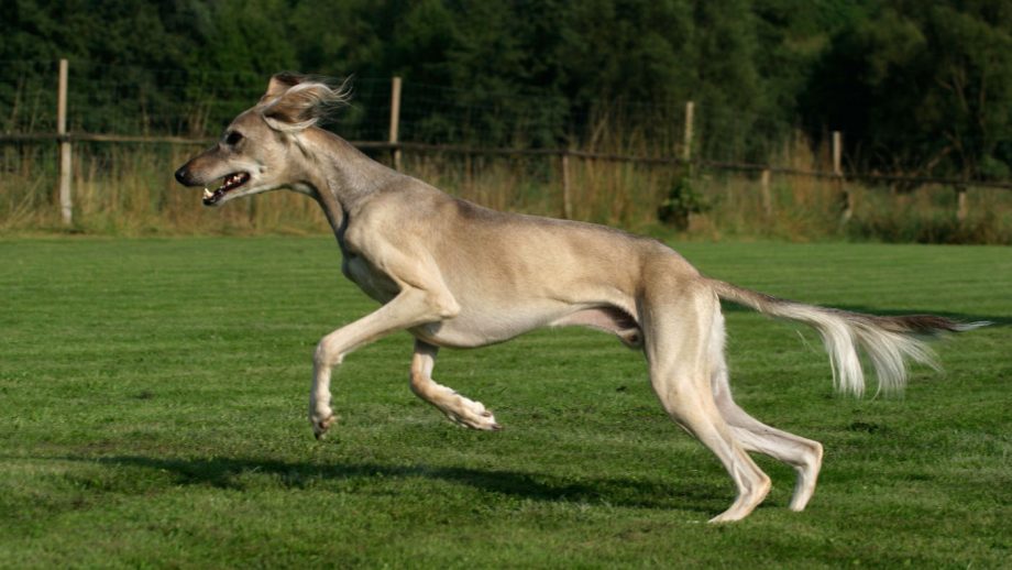 Fastest dog breeds: 7 speedy dogs from the greyhound to the Sloughi