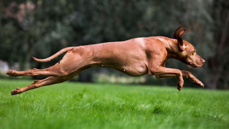 Fastest dog breeds: 7 speedy dogs from the greyhound to the Sloughi