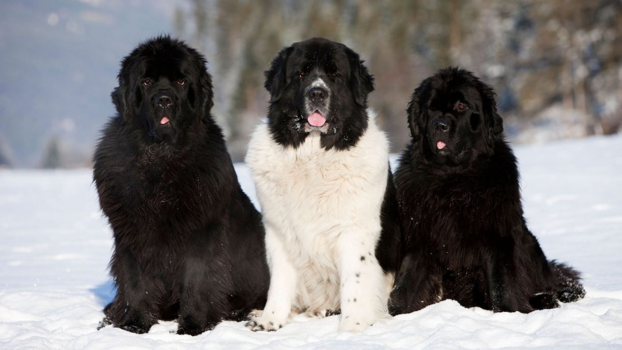 Largest dog breeds: meet 7 of the tallest, longest, heaviest dogs on Earth