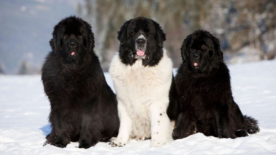 Largest dog breeds: meet 7 of the tallest, longest, heaviest dogs on Earth