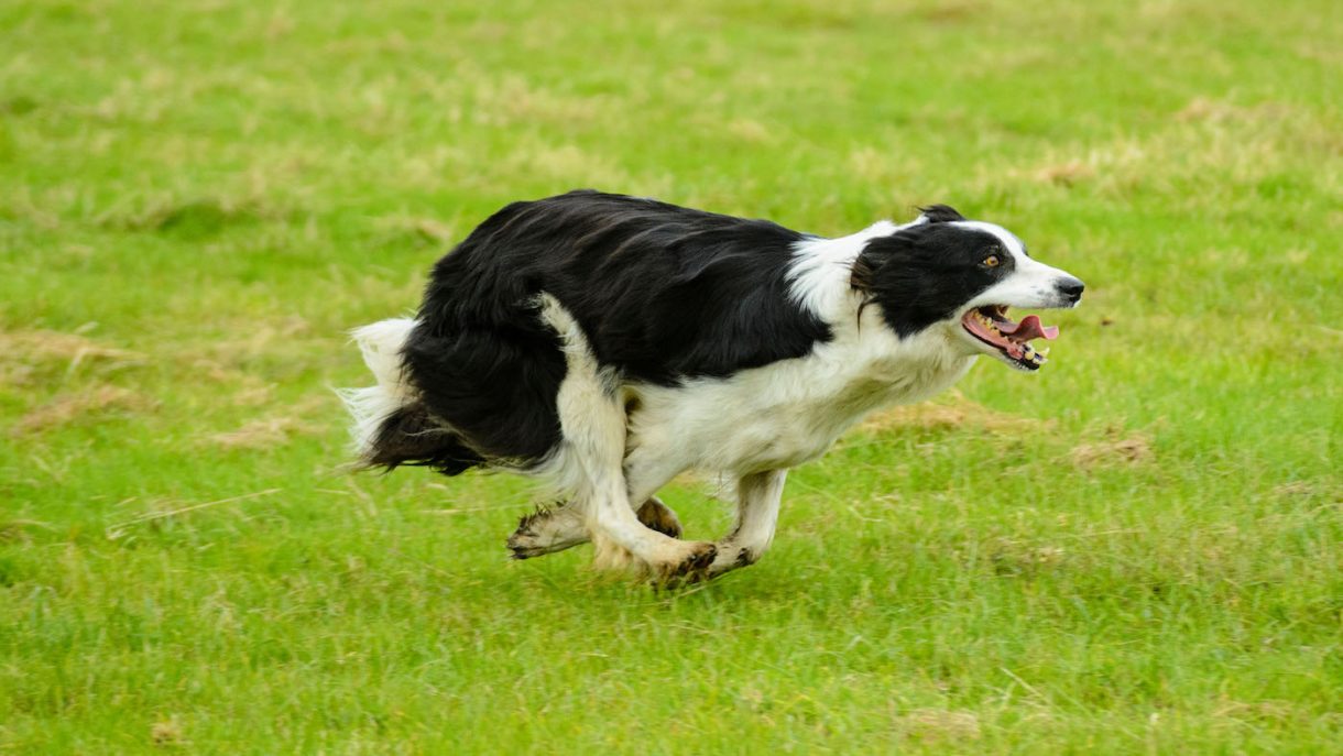 Smartest dog breeds: with instinctive, working and adaptive intelligence