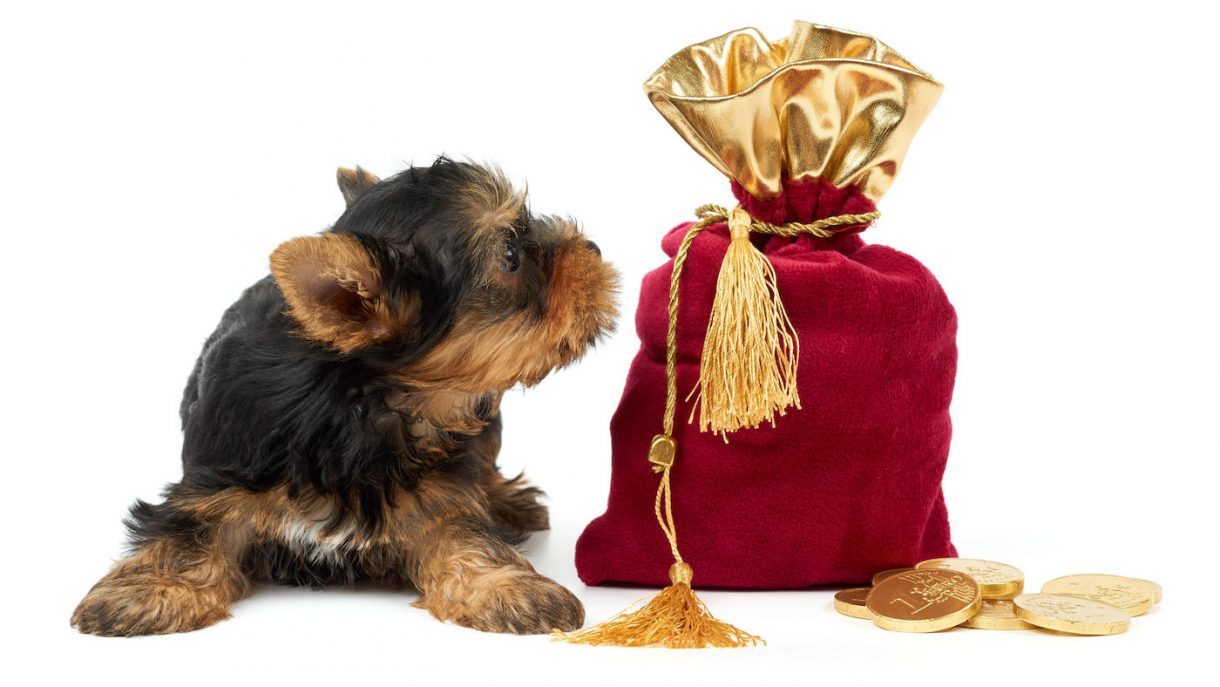 Pug dog breed facts, history and characteristics | Horse & Hound