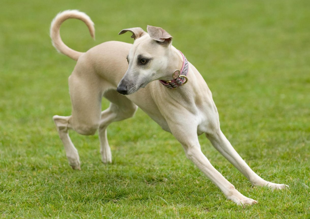 Fastest dog breeds: 7 speedy dogs from the greyhound to the Sloughi