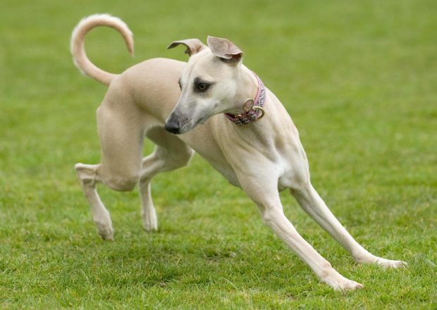 Fastest dog breeds: 7 speedy dogs from the greyhound to the Sloughi