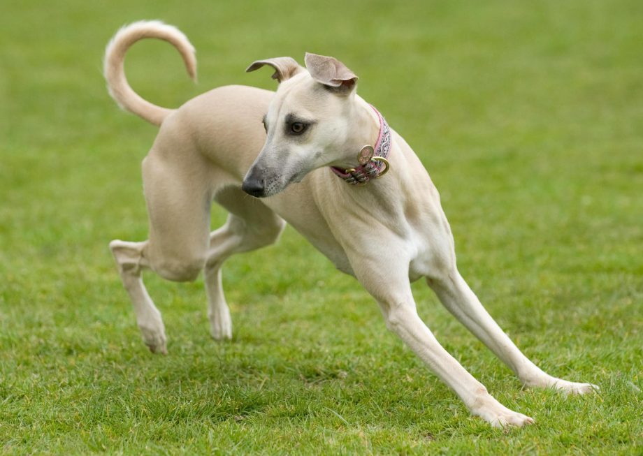 Fastest dog breeds: 7 speedy dogs from the greyhound to the Sloughi