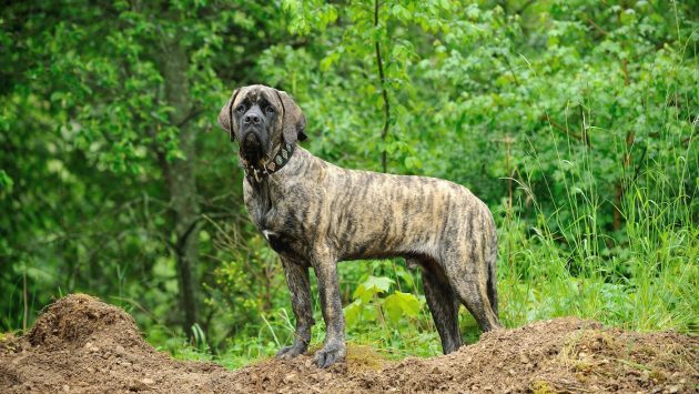 Largest dog breeds: meet 7 of the tallest, longest, heaviest dogs on Earth