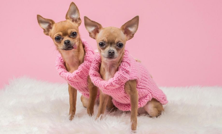 Smallest dog breeds: from the record-breaking chihuahua to toy poodles