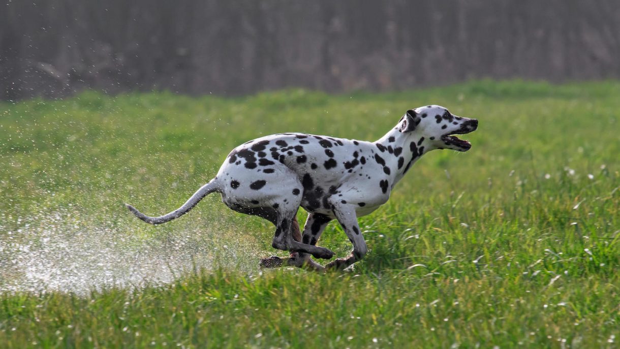 Fastest dog breeds: 7 speedy dogs from the greyhound to the Sloughi