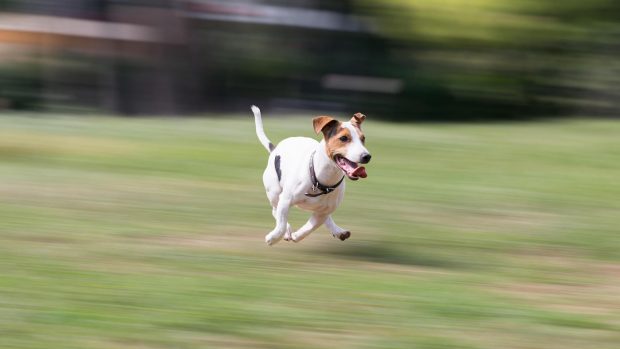 Fastest dog breeds: 7 speedy dogs from the greyhound to the Sloughi