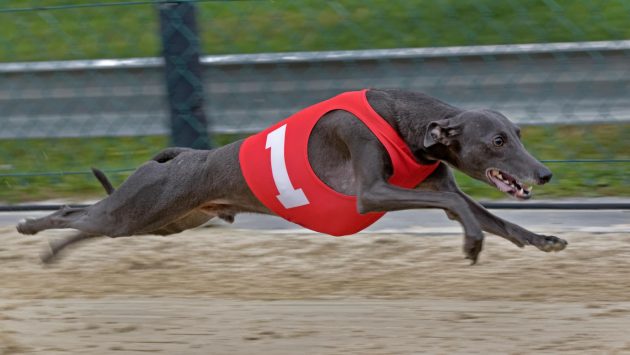 Fastest dog breeds: 7 speedy dogs from the greyhound to the Sloughi