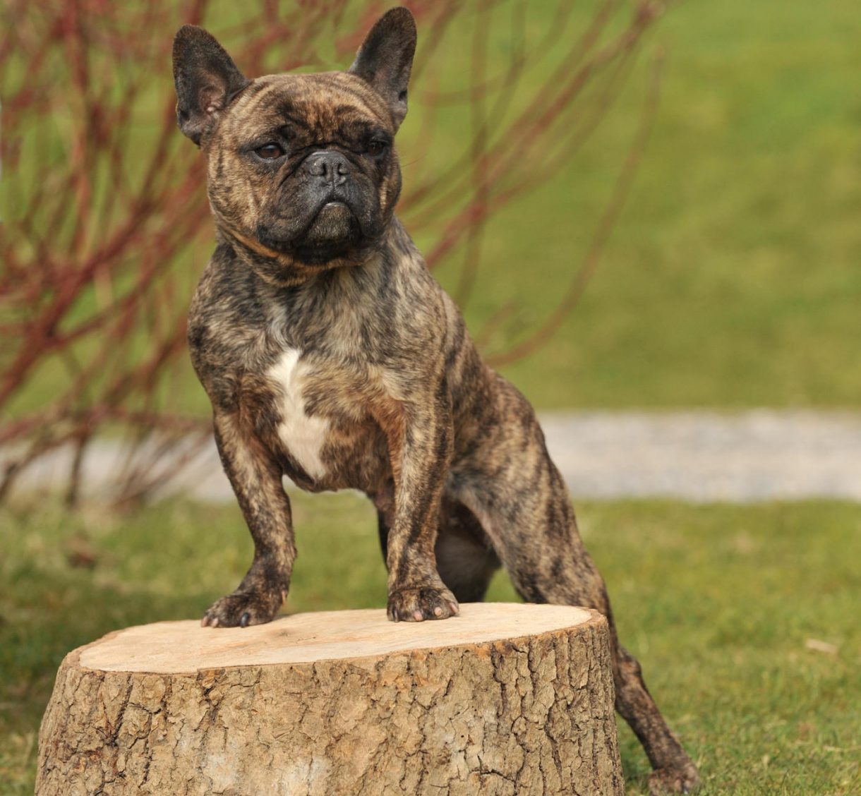 Most expensive dog breeds: from slight greyhounds to stocky bulldogs