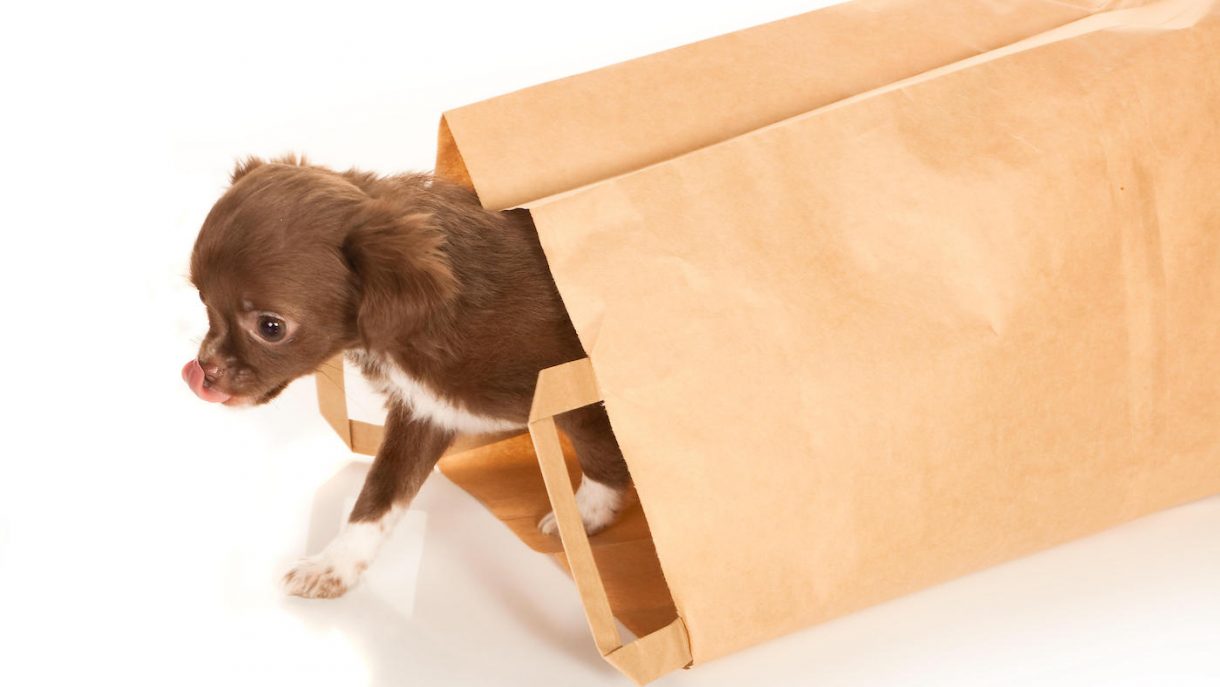 Fastest dog breeds: 7 speedy dogs from the greyhound to the Sloughi