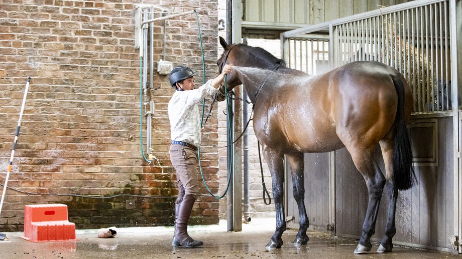 Behind the scenes with show producer Robert Walker- Horse & Hound