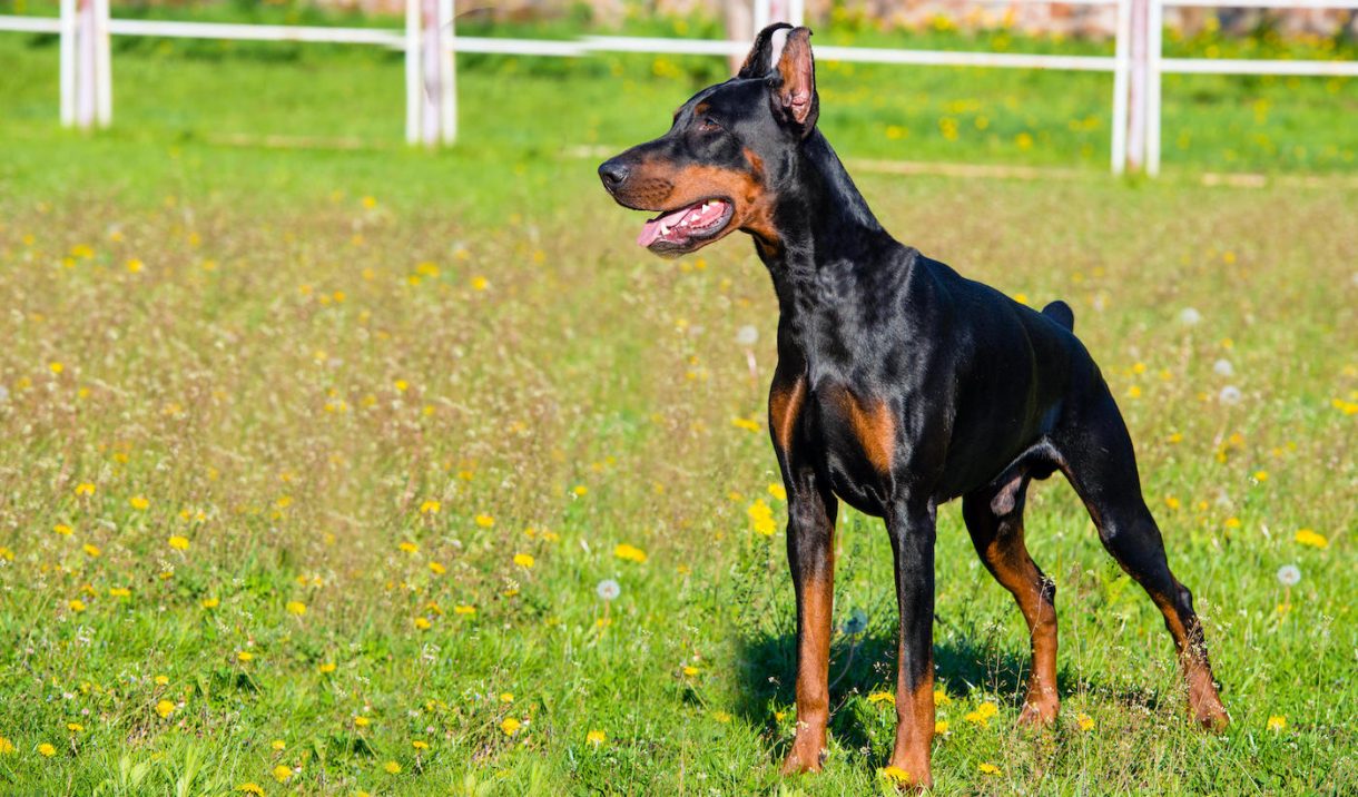 Smartest dog breeds: with instinctive, working and adaptive intelligence