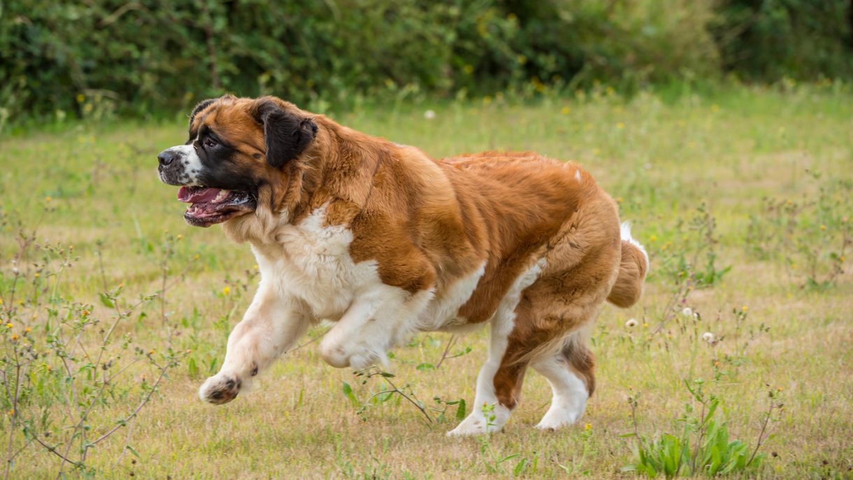Largest dog breeds: meet 7 of the tallest, longest, heaviest dogs on Earth
