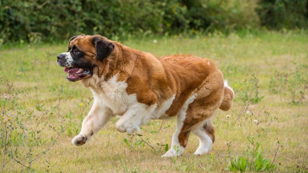 Largest dog breeds: meet 7 of the tallest, longest, heaviest dogs on Earth