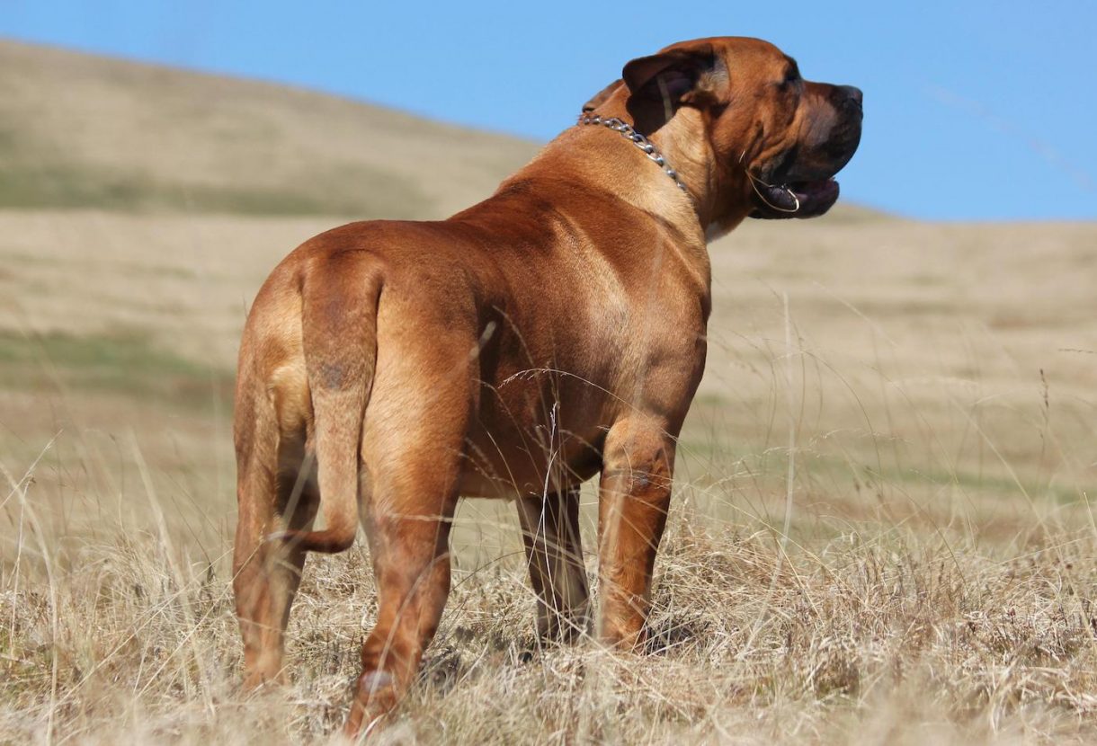 Largest dog breeds: meet 7 of the tallest, longest, heaviest dogs on Earth