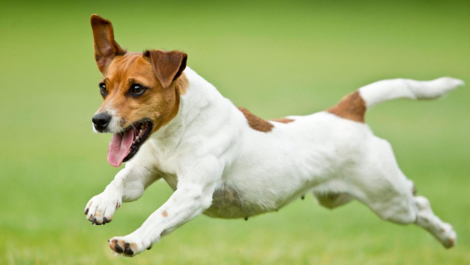 Smartest dog breeds: with instinctive, working and adaptive intelligence