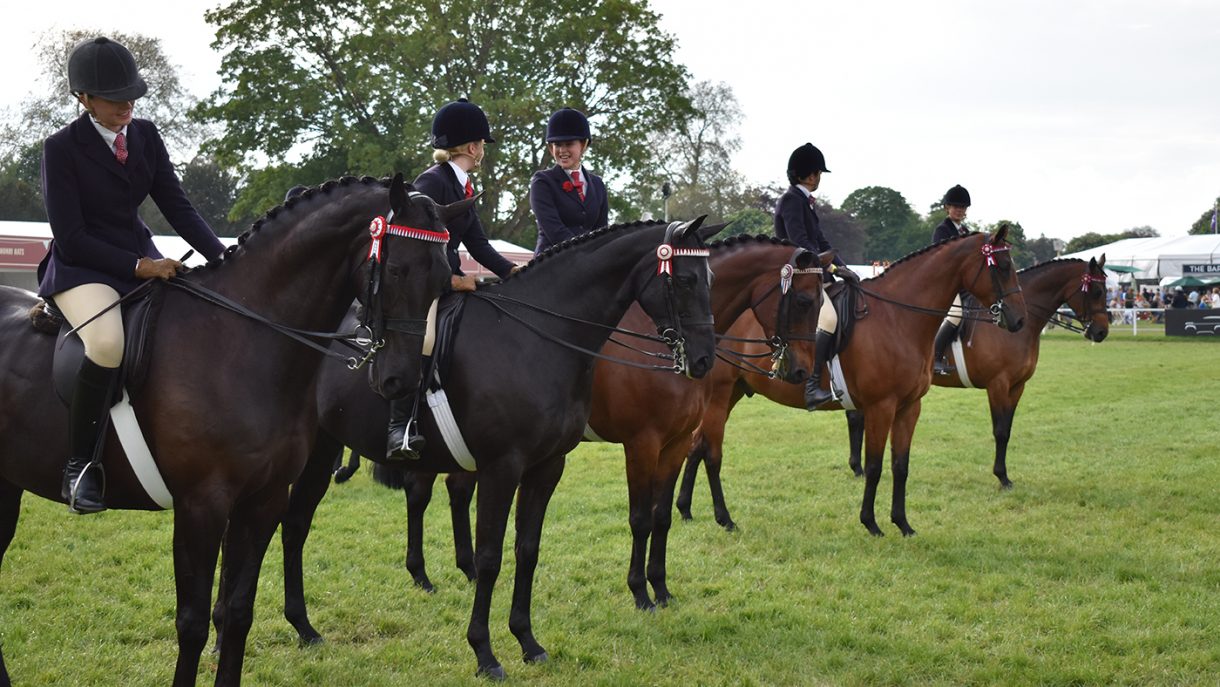 Showing advice for beginners from the experts at Horse & Hound