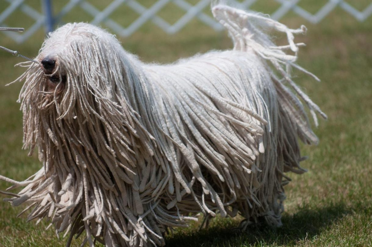Dog breeds that don’t shed: so-called “hypoallergenic dogs”