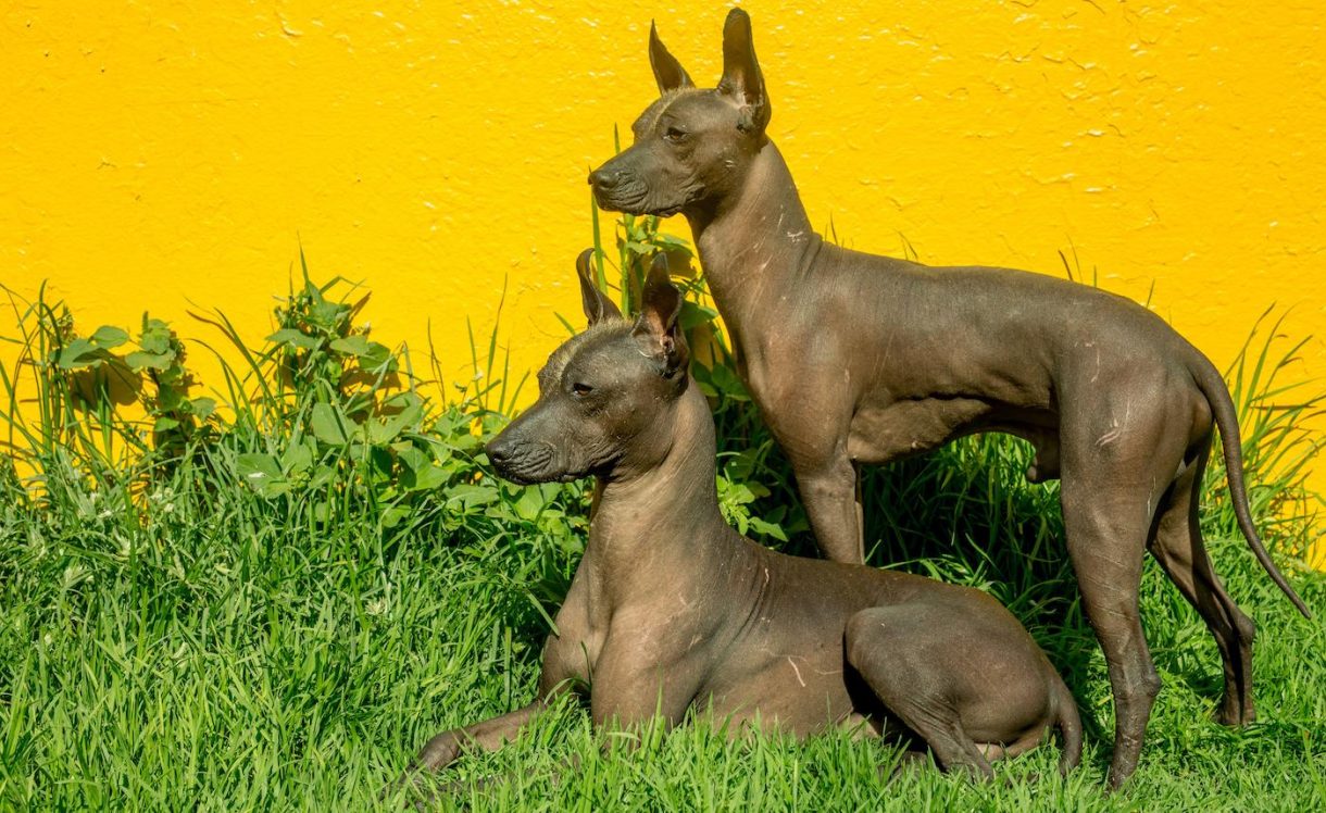 Dog breeds that don’t shed: so-called “hypoallergenic dogs”