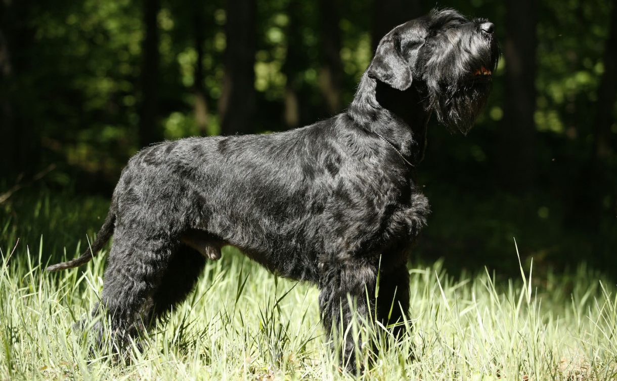 Dog breeds that don’t shed: so-called “hypoallergenic dogs”
