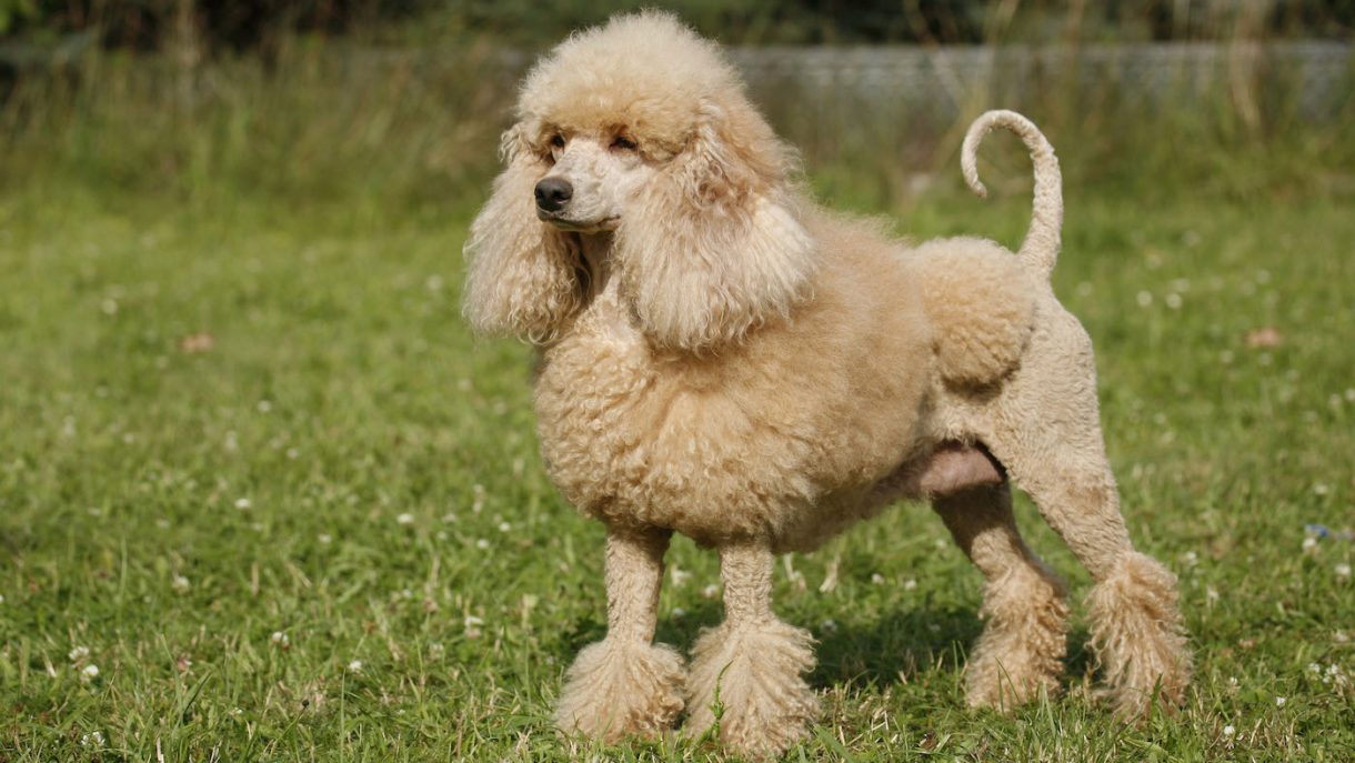 Bedlington Terrier facts, history and characteristics | Horse & Hound