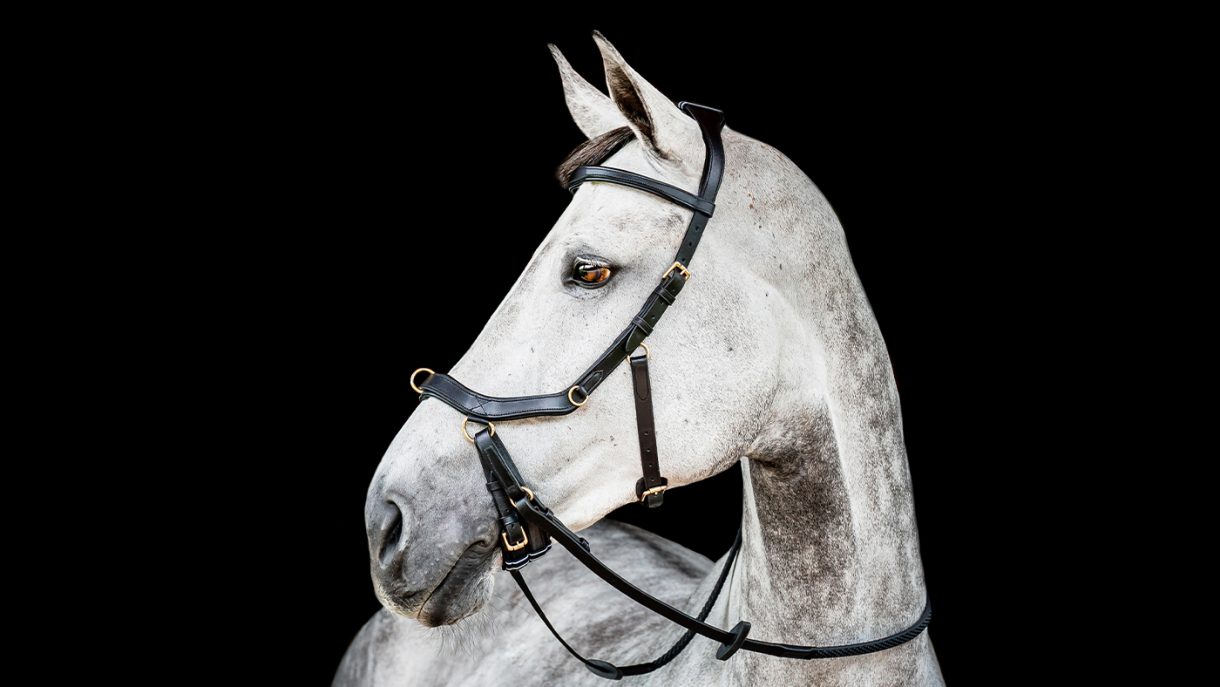Best anatomical bridles for all budgets | Horse & Hound