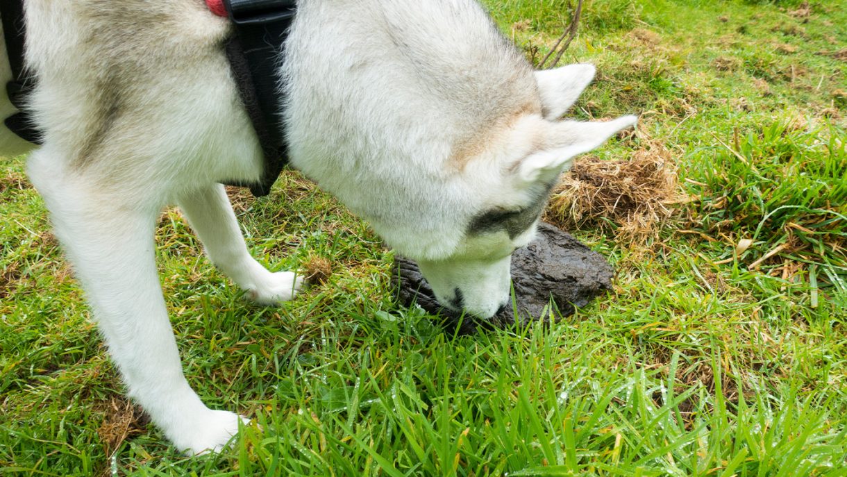 Why does my dog eat poop – and how can I stop him? | Horse & Hound