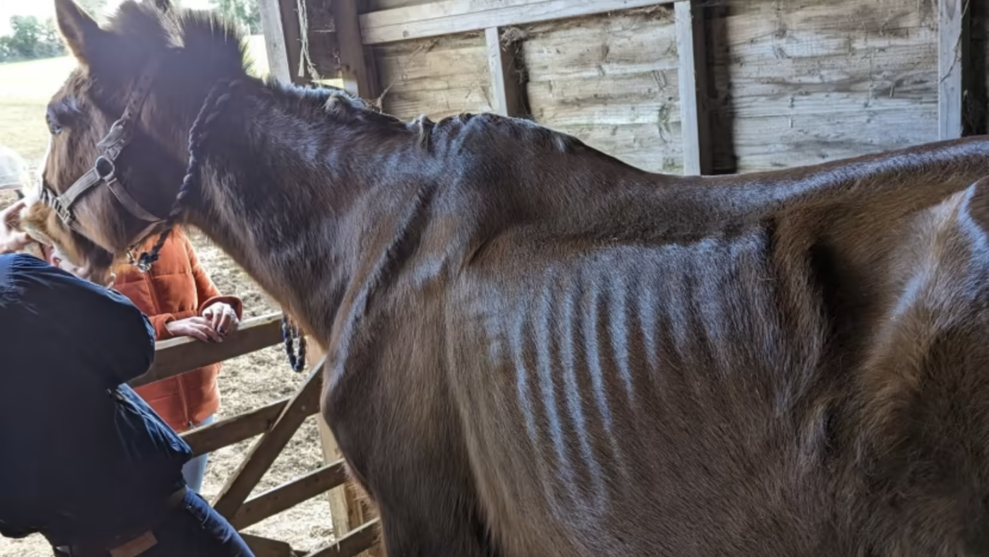 Starving horse left to suffer with poor feet and a fractured tooth ...