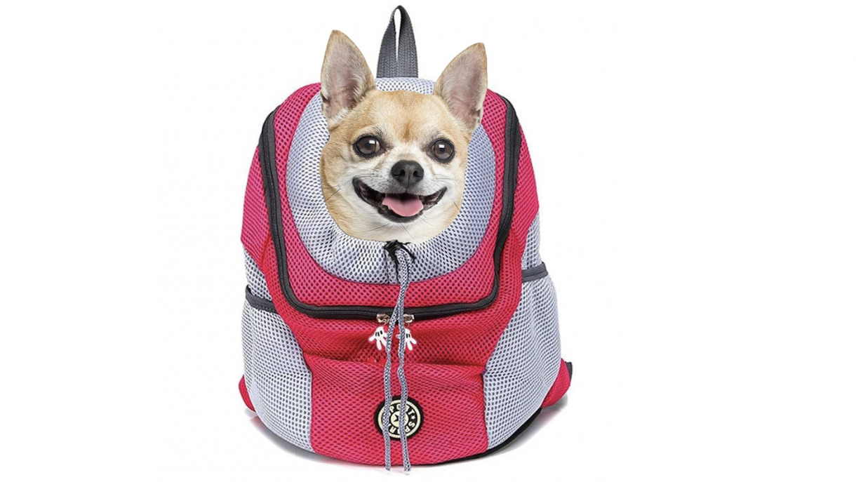 Best dog carrier backpacks to hiking, cycling and puppy days out