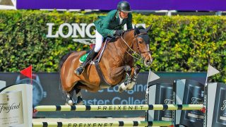 One very small grey, an immaculate tack room — and more behind the ...