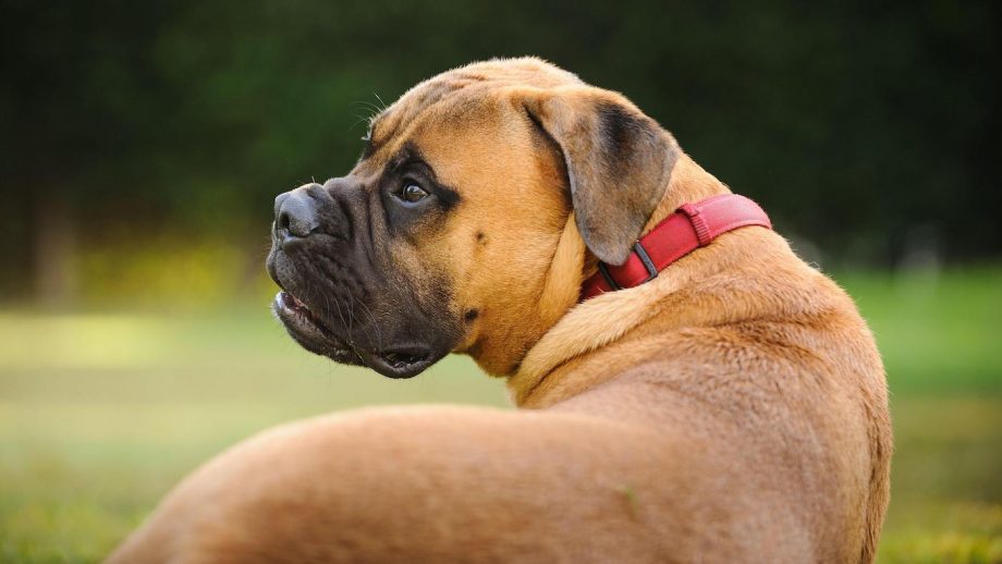 British dog breeds that everyone should own at some point in life