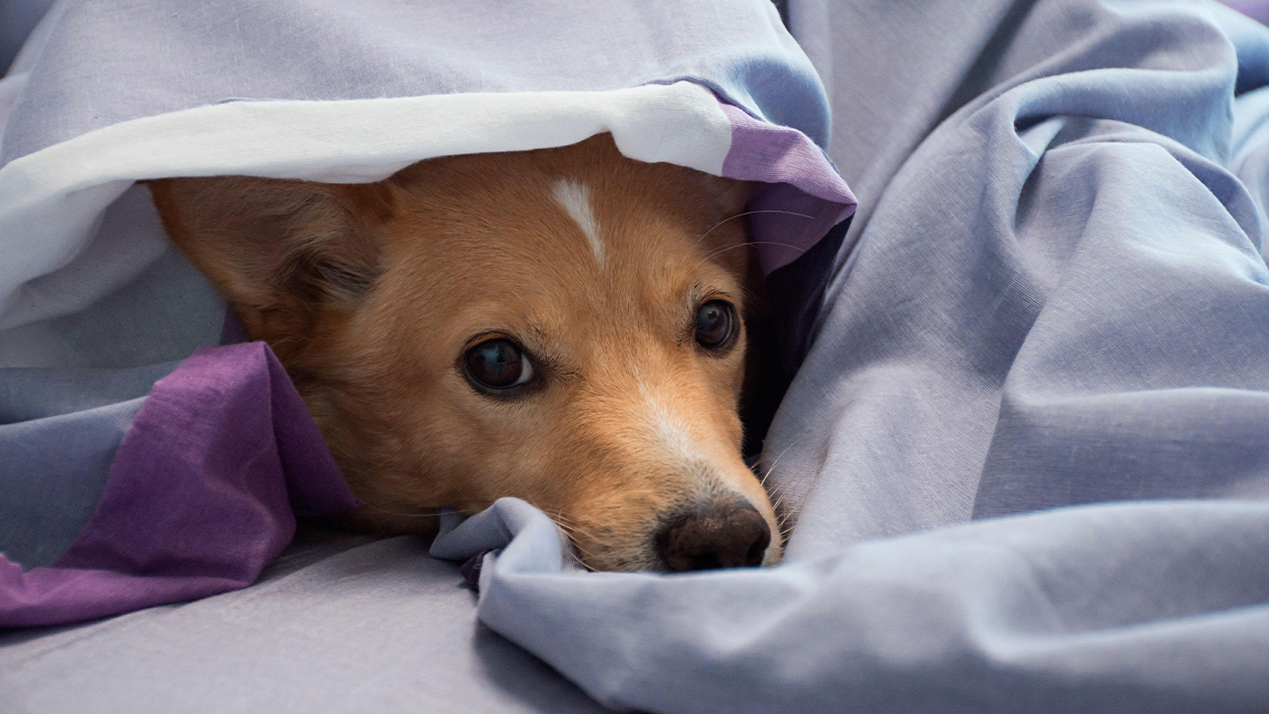 Puppy fear periods explained by our dog behaviour expert