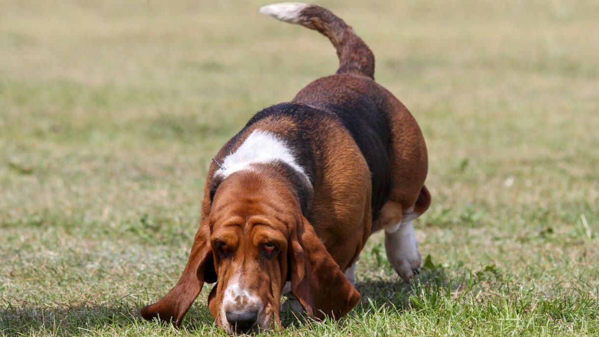 Hound dog breeds: including some you may not know | Horse & Hound