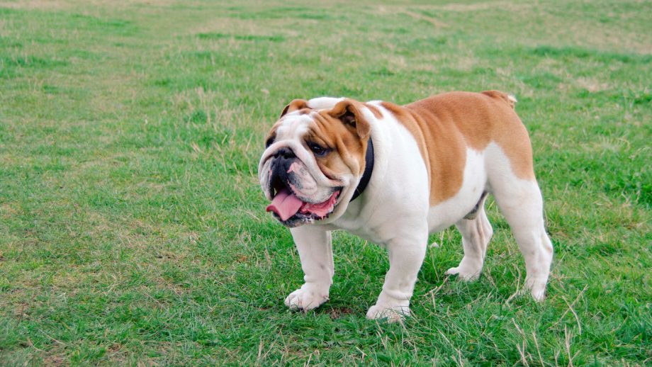 British dog breeds that everyone should own at some point in life