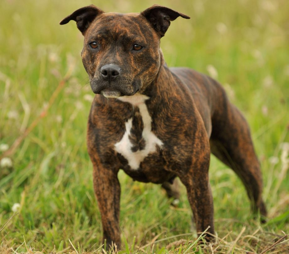 British dog breeds that everyone should own at some point in life