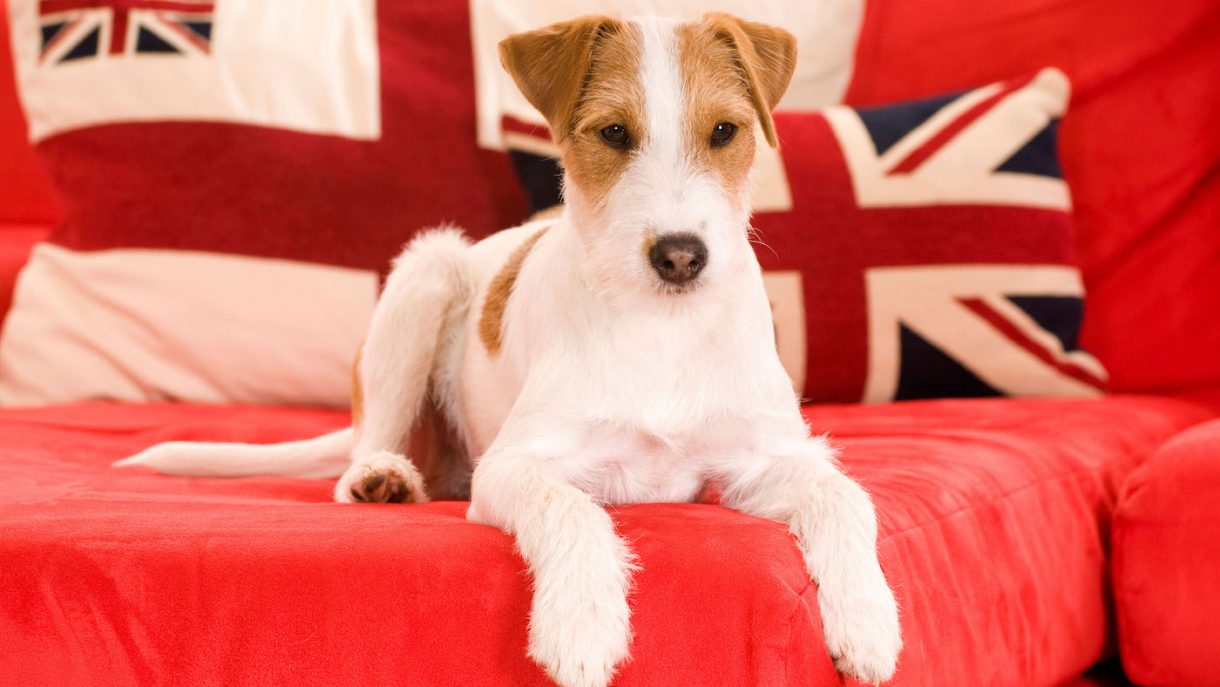 British dog breeds that everyone should own at some point in life