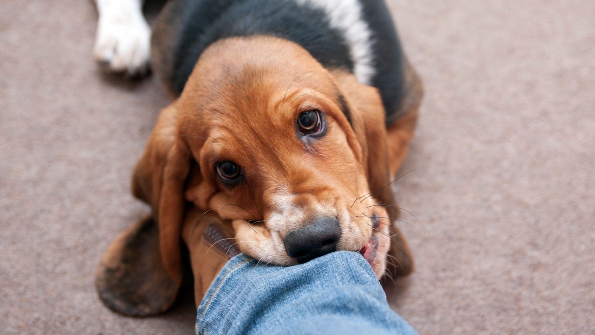 How to stop a puppy biting: tips and tricks from an expert | Horse & Hound