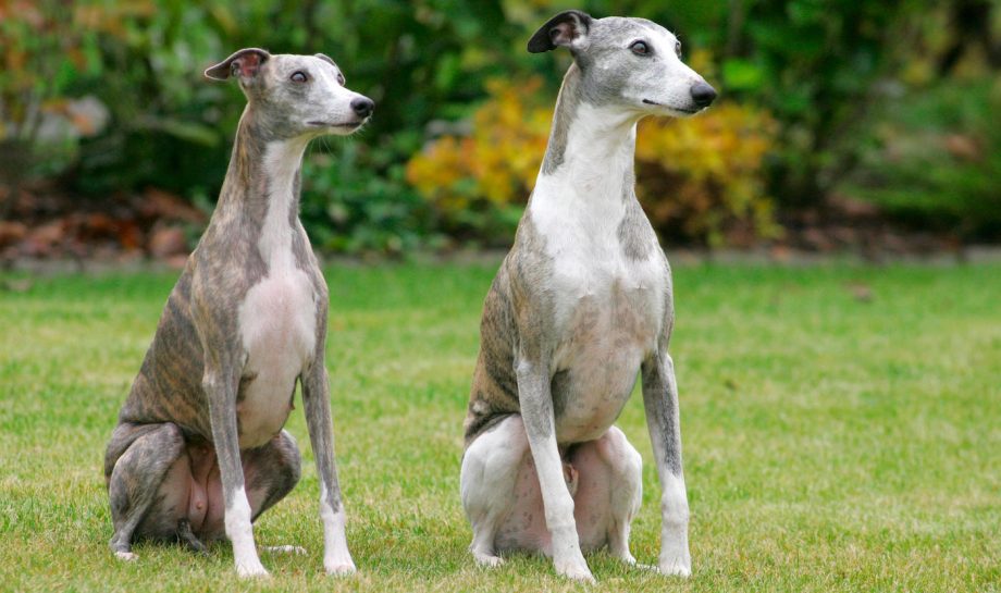 British dog breeds that everyone should own at some point in life
