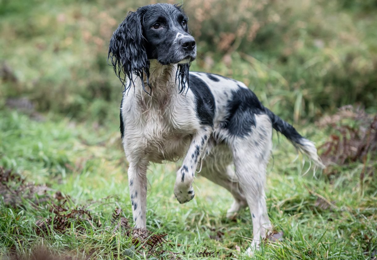 British dog breeds that everyone should own at some point in life