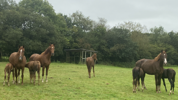 ‘Once in a million the first time’: two mares are each raising an ...