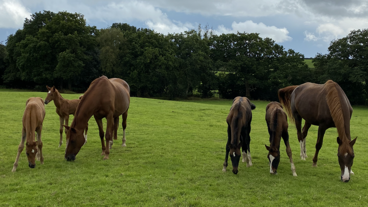 ‘Once in a million the first time’: two mares are each raising an ...