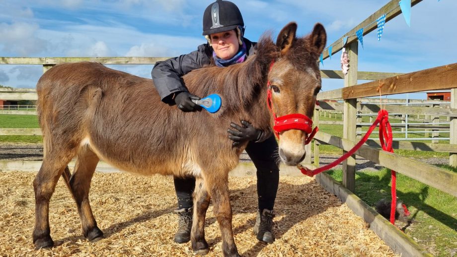 When is a horse not a horse? When it’s a hinny, a zorse or a zonkey ...