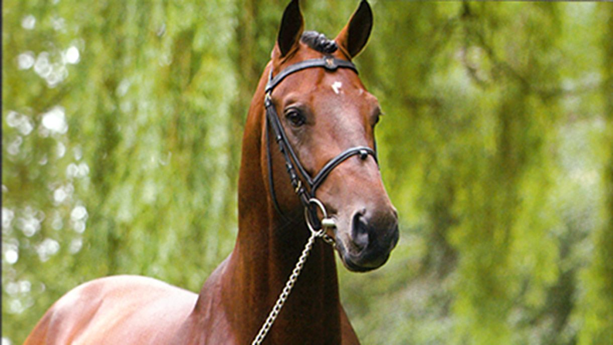 Stallion Numero Uno put down aged 28 - Horse & Hound