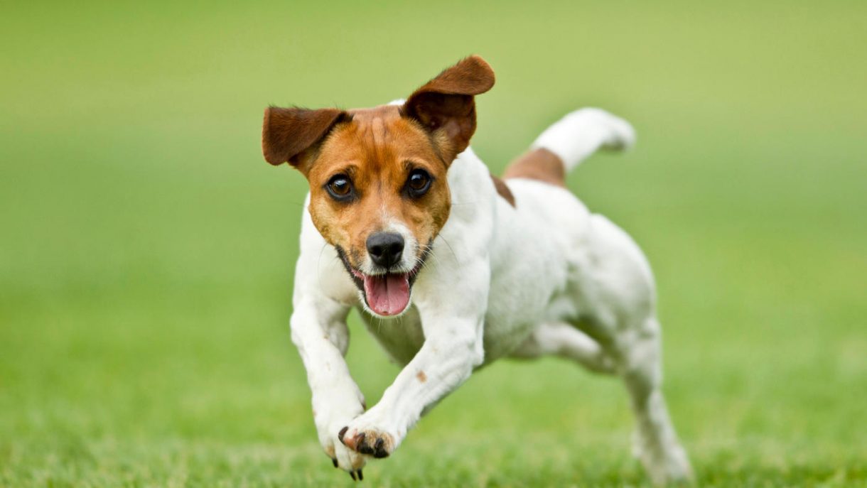 British dog breeds that everyone should own at some point in life