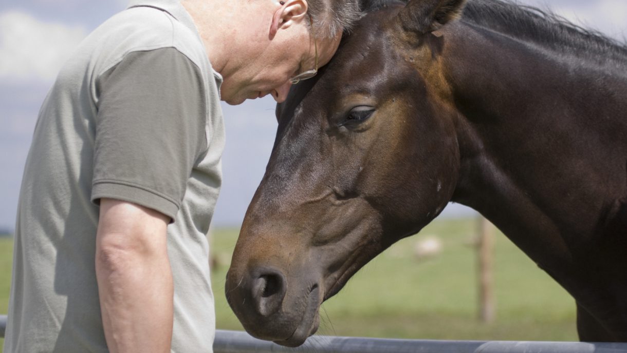 Therapy pony with ‘magic touch’ brings joy to disabled children - Horse ...