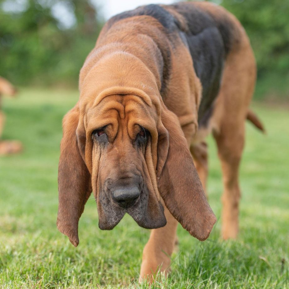 Hound dog breeds: including some you may not know | Horse & Hound