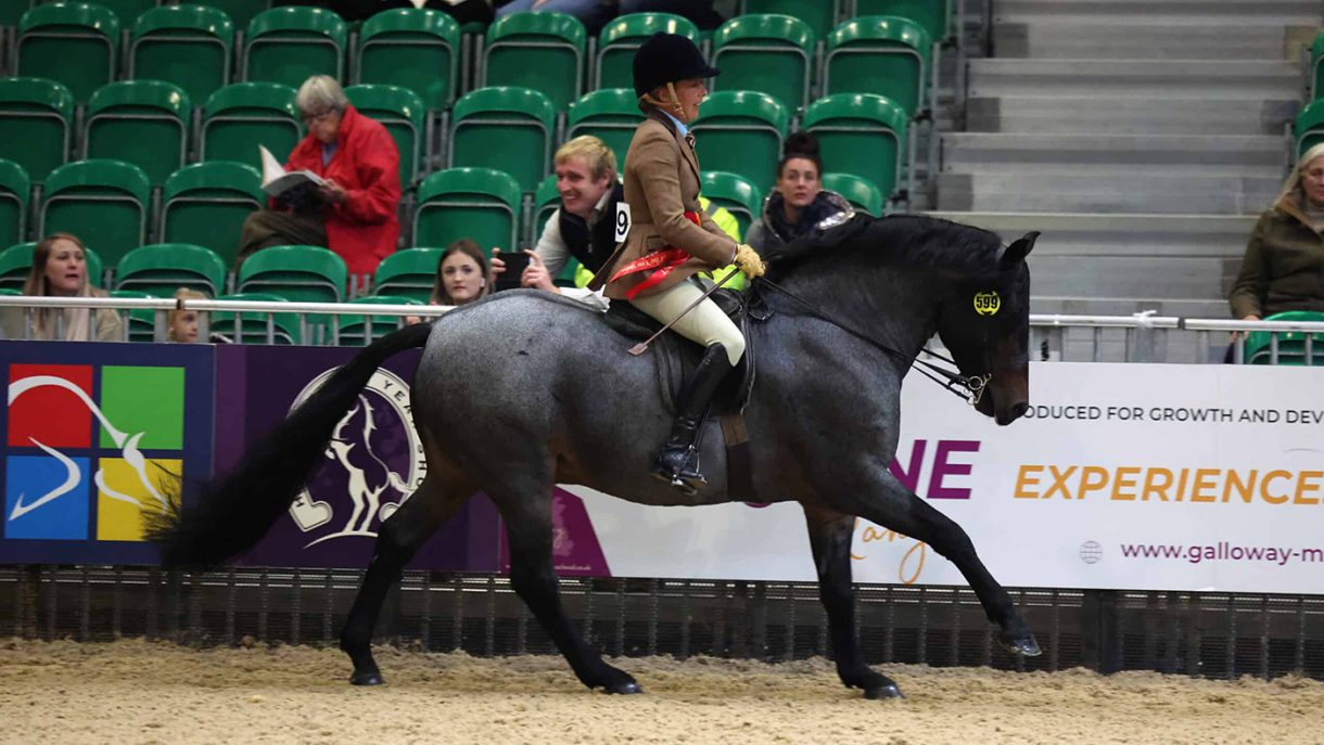 HOYS 2023 New Forest final — Vynnes Magical Edition - Horse & Hound