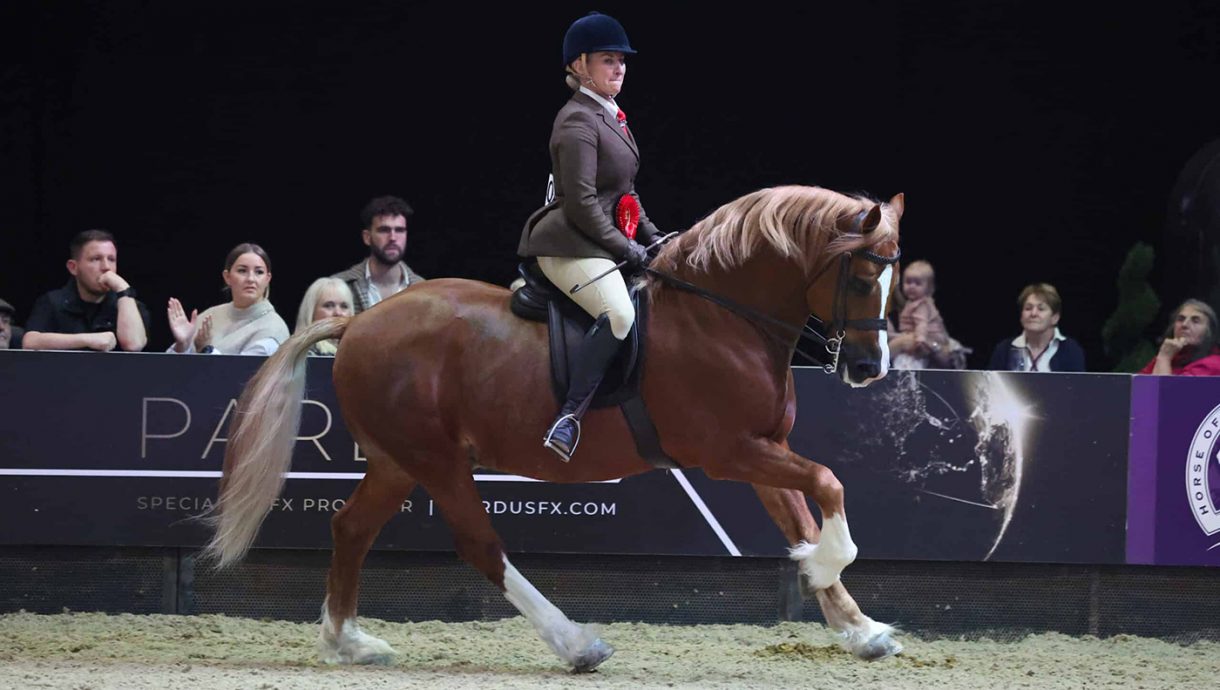 HOYS 2023 Welsh D winner: Thorneyside Guardsman - Horse & Hound